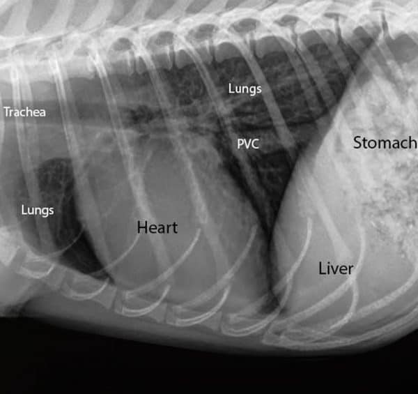 Veterinary Pet Radiology Chicago