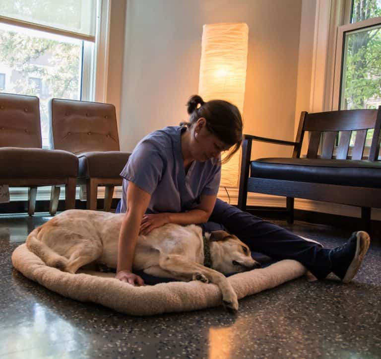 Kind Stress Free Pet Euthanasia Animal Hospital Chicago